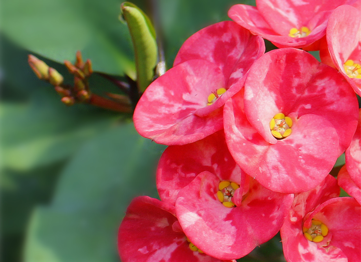 Seni Foto-foto Macro Bunga - WEB | LOVEHEAVEN 07