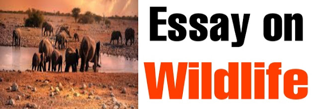 Essay on Wildlife - edunation19