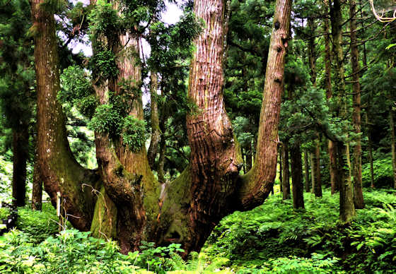 More glimpses of unfamiliar Japan: Kabura-Sugi The Turnip Tree of Dogo