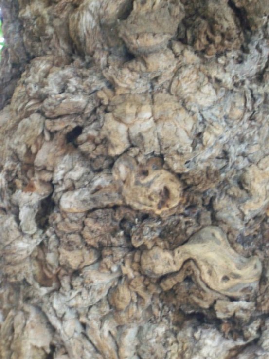 Azhinjal Tree - Nootreteeswarar Temple (Thiruvallur - Tamil Nadu) | My ...