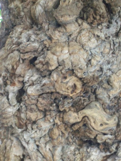 Azhinjal Tree - Nootreteeswarar Temple (Thiruvallur - Tamil Nadu) | My ...