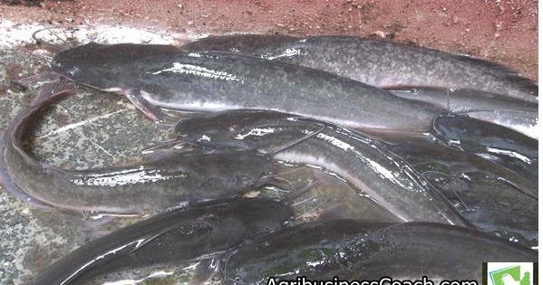 These are the reasons why your fishes are not fast growing and how to ...