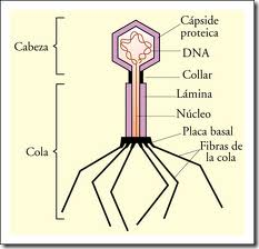 Microorganismos: Estructura de un bacteriófago