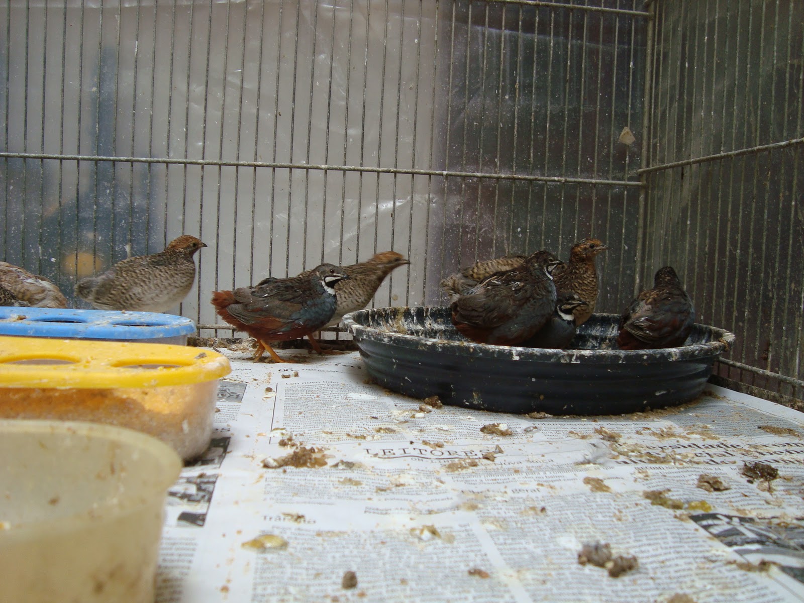 codorna chinesa: Codorna Chinesa Blue Face , Cinnamon (Canela) , Silver ...