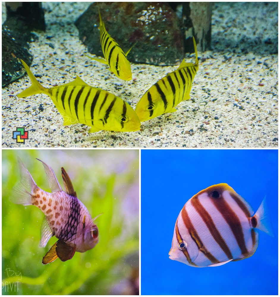 ปลาหมอทะเลยักษ์ พิพิธภัณฑ์สัตว์น้ำบางแสน - ที่เที่ยวบล็อก