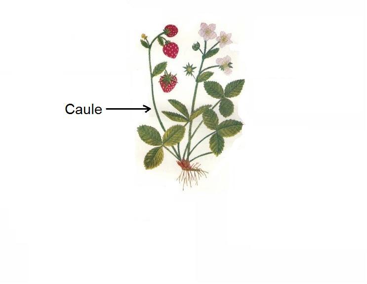 As plantas: Funções do caule