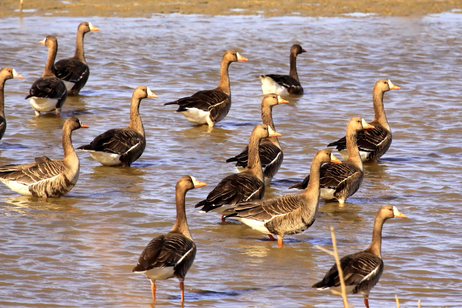 Friends of Hagerman National Wildlife Refuge: Name That Goose!
