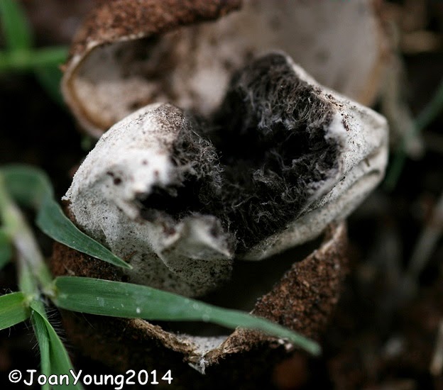 South African Photographs: Earth Star mushroom ( Geastrum)