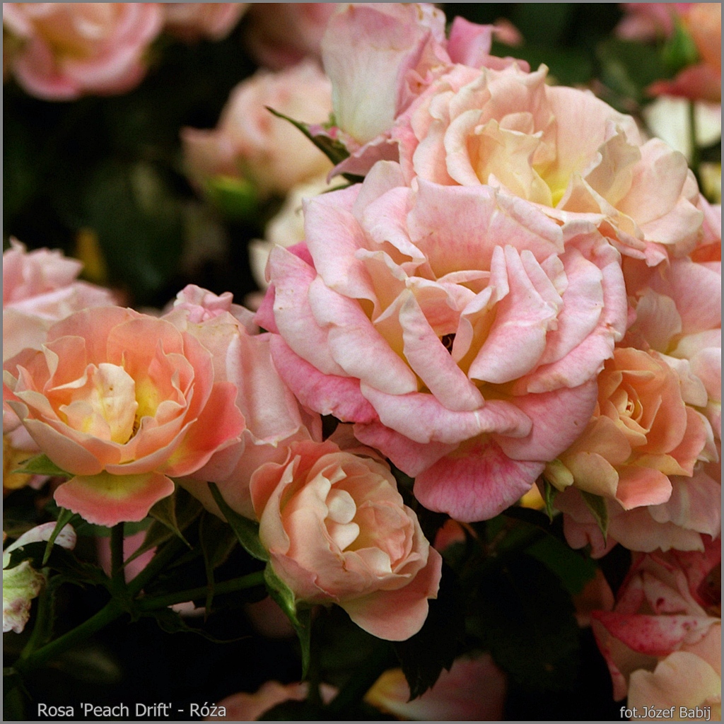 Plant Gallery - Encyklopedia Roślin: Rosa 'Peach Drift' - Róża 'Peach ...