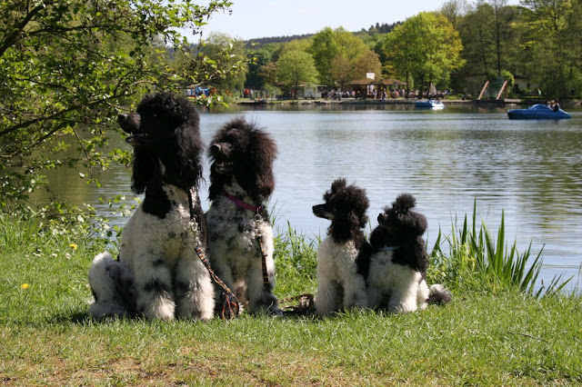 Huxtable The Poodle | Toy Poodle Blog | Parti Poodle: Parti Poodle ...