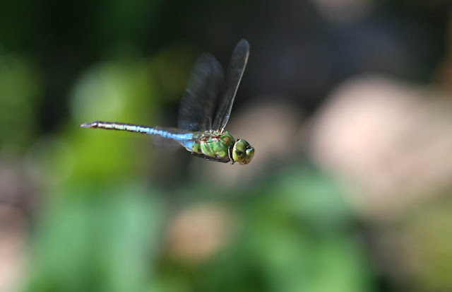 Aquascape Your Landscape: Dragonflies: The Devil's Darning Needle