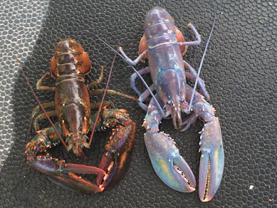 NeuroDojo: January 2017