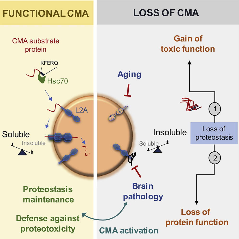 Actualités Scientifiques - Médicales: #Cell #autophagie # ...