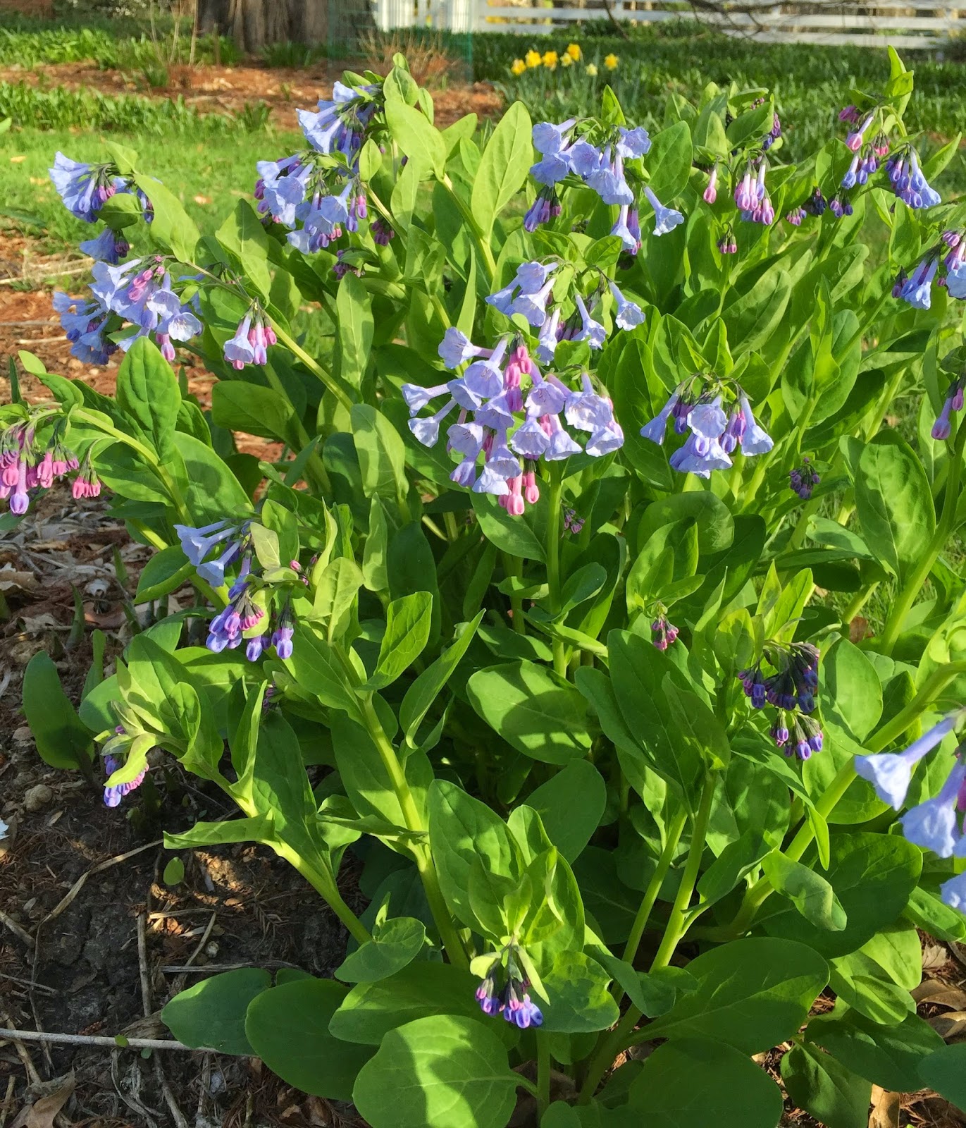 The Phytophactor: What's in a name? They're blue and bell-shaped.