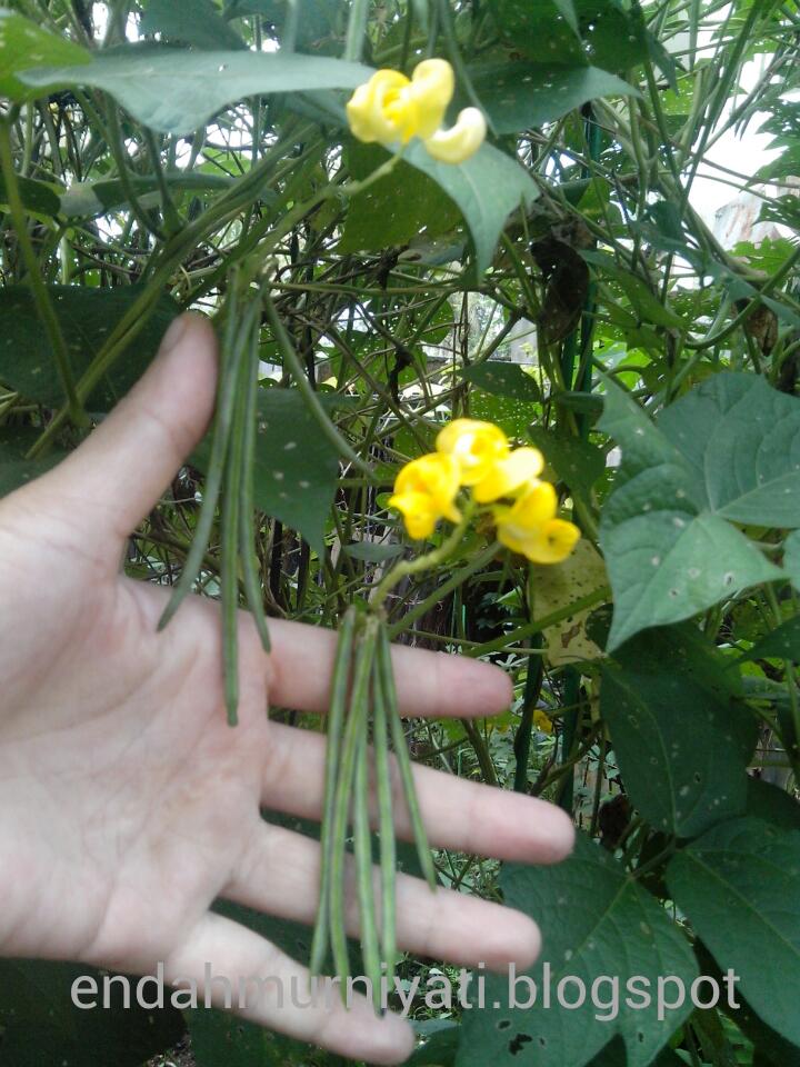 Endah Murniyati's Journey: KACANG UCI : FIRST TRIAL
