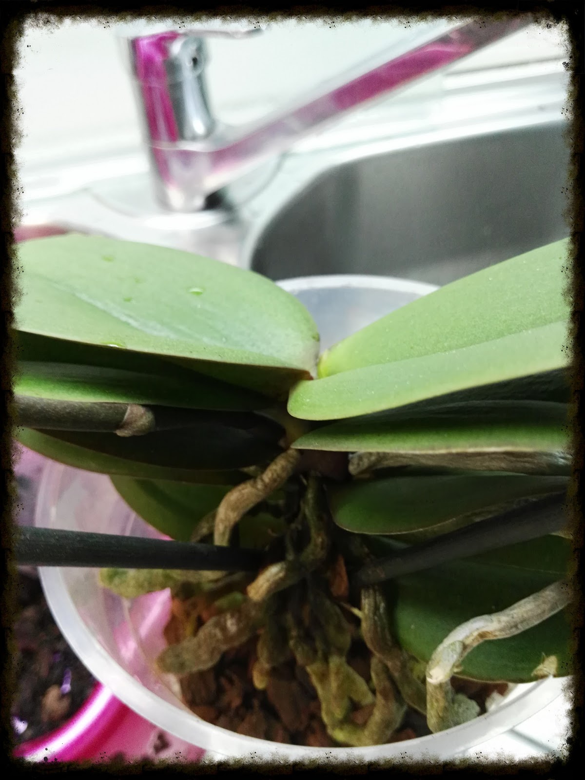 All About Orchids and Houseplants: FAQ...Μπορώ να μεταφυτεύσω μια ...