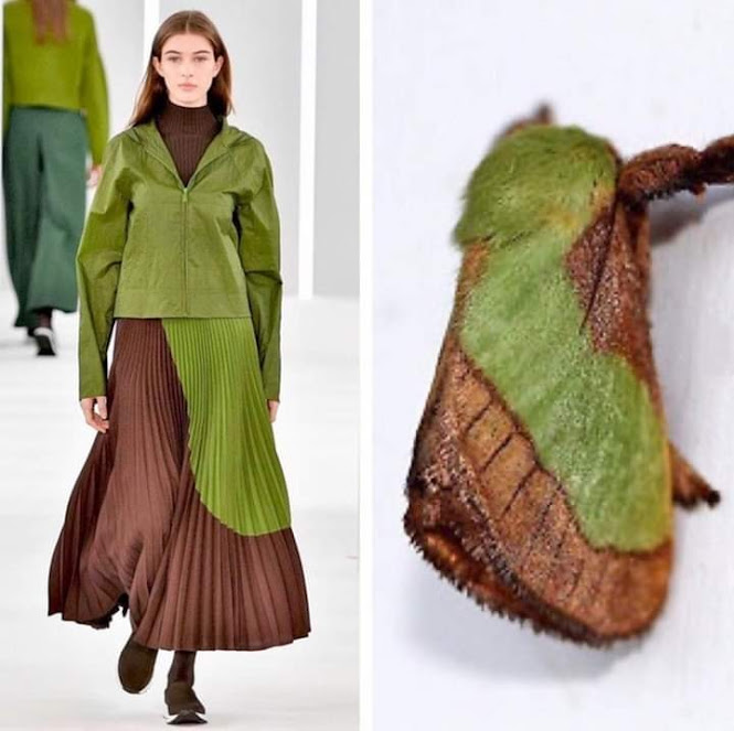 Fashion Clicks: Inspired by Creepy Crawlers - Visualizar