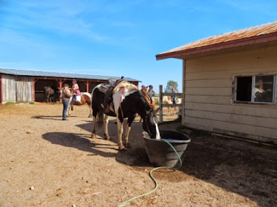 Teena in Toronto: Horseback riding at Broadleaf Ranch, NB