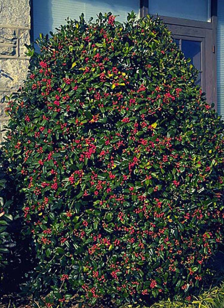 Beechwood Landscape Architecture and Construction: Chinese Holly ...