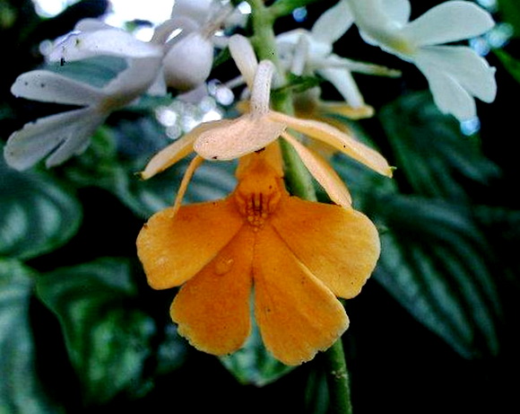 Wild orchids in sumatra: Calanthe ceciliae Rchb.f., 1883