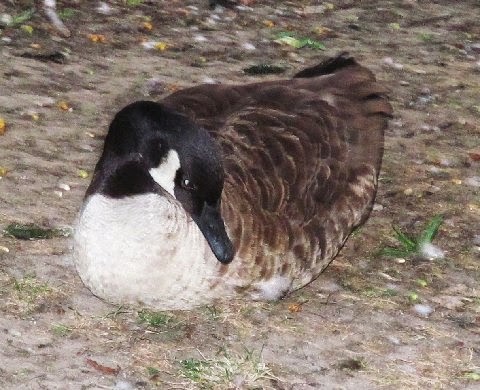Tales, Tails and Feathers of New York -- PCA: Cago - A Goose of ...