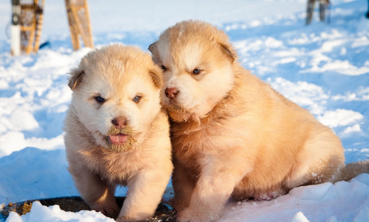 White Wolf : 10 Photos of Alaskan Malamutes Will Make You Want To Visit ...