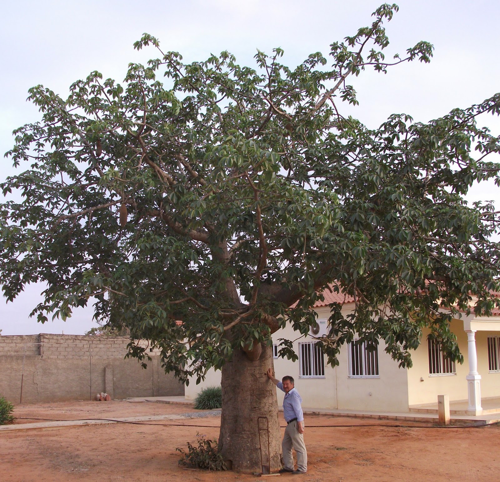 Quintal do Vieira: Embondeiro