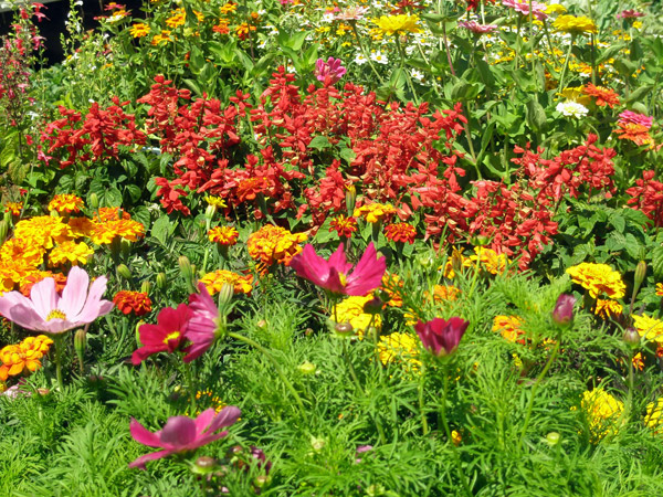 World Flowers : Flowers and Plants