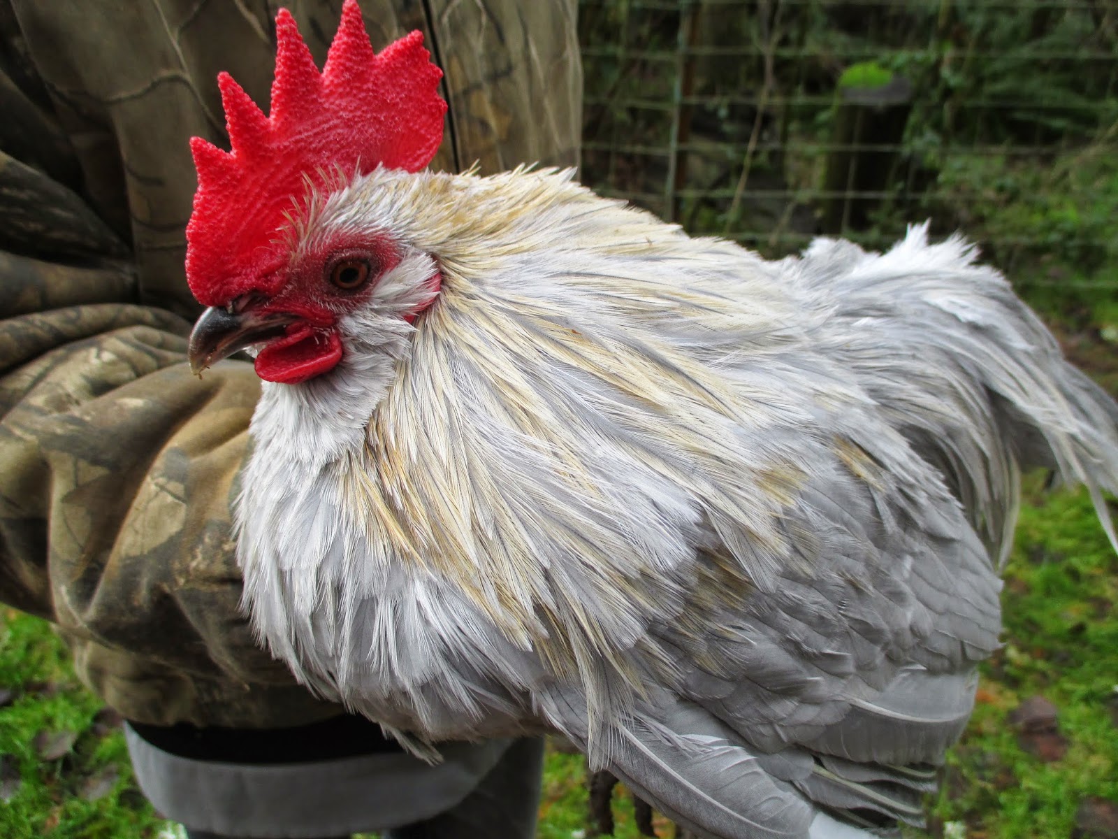 Just Chickens...: Exciting Blues ! (Self-Blue Mottled Rooster ...
