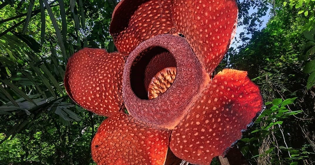 20 Inspirasi Top Flora Endemik Papua