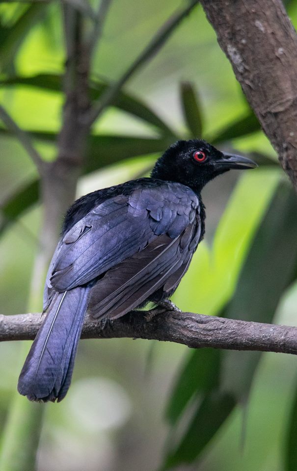 Alfred Wallace and the Papuan Birds of Paradise