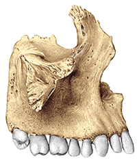 Sistema Oseo : Huesos de la cara