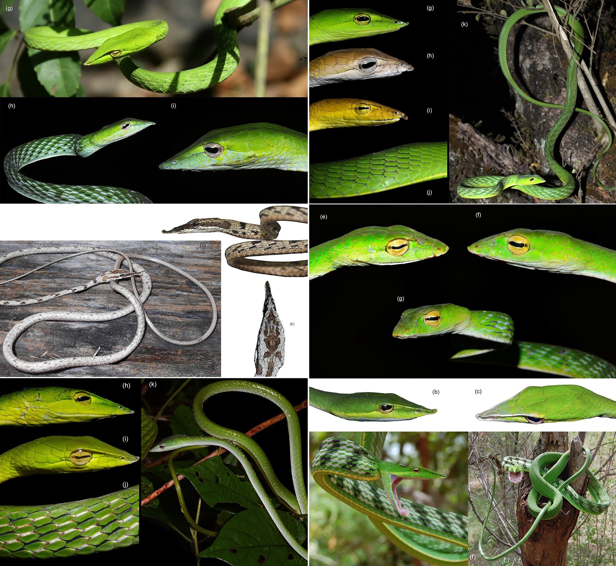 Species New to Science: [Herpetology • 2020] Disentangling Vines: A ...
