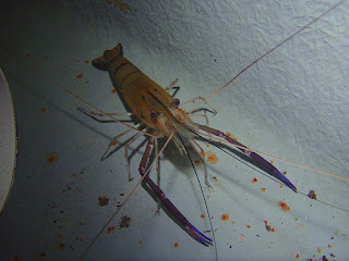 AQUATICHYK: GIANT LONG-ARMED PRAWN, CHERABIN / Macrobrachium rosenbergii
