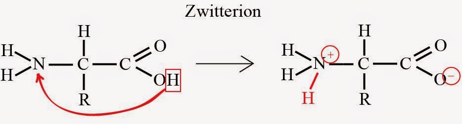 IB Chemistry (HL): B2 Proteins