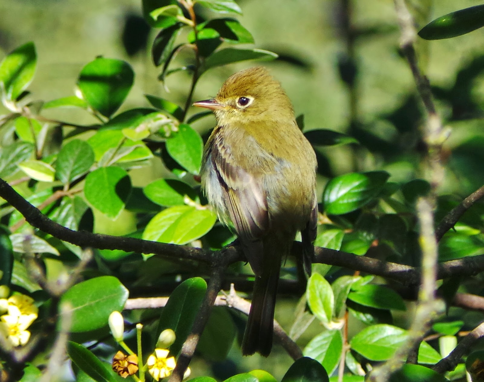 Berkeley Backyard Bird Blog: Mountain Talks Lecture: "Extraordinary ...
