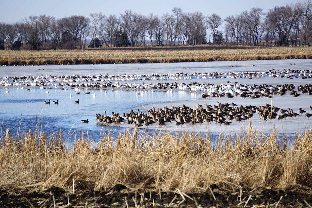 Taken For Granted: Goose Migration
