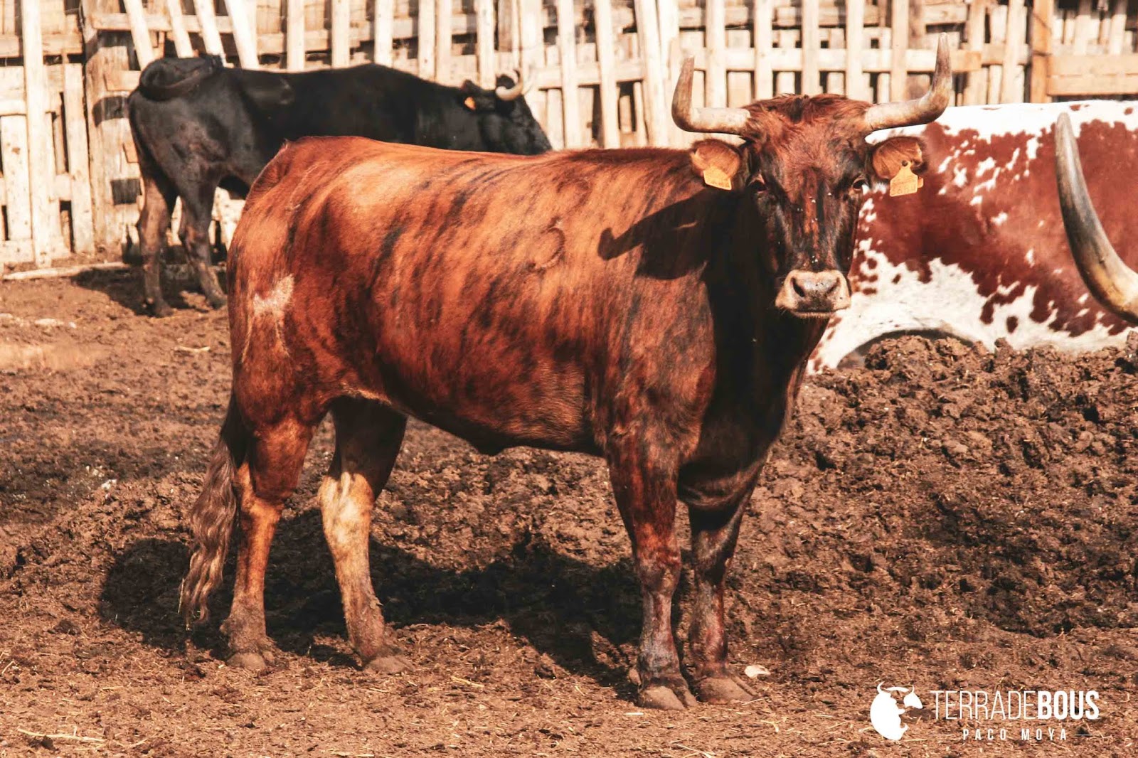 MIGUEL PAREJO, VERDADERA VOCACIÓN GANADERA