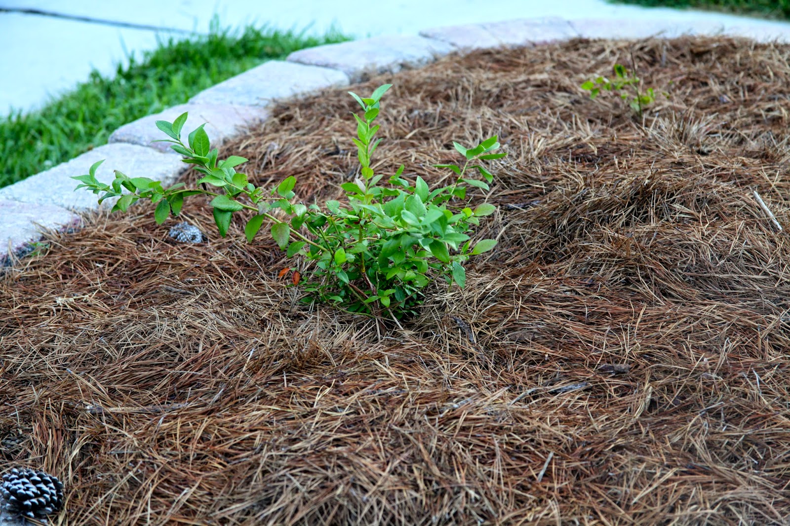 {Gardening} Raised Bed for Blueberries | The Brick Bungalow