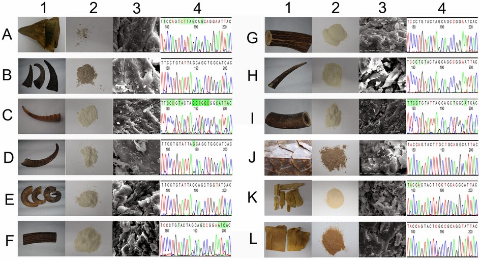 Biodiversity Science: Animals in traditional medicine