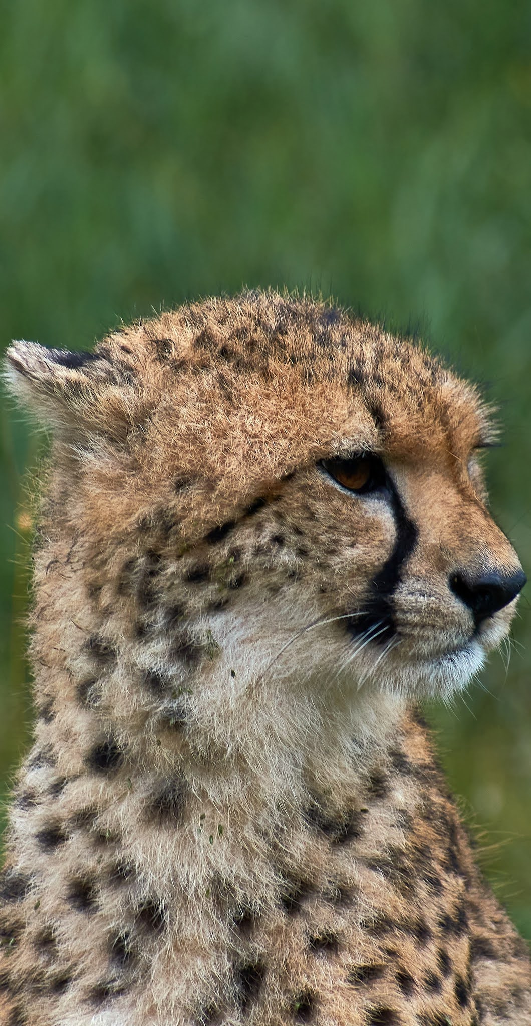 A cheetah on the lookout - About Wild Animals