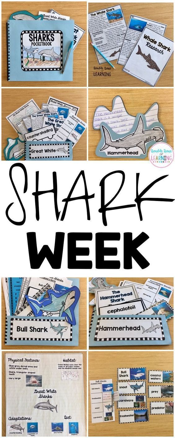 Shark Week Activities for Kids, Sharks Research for Elementary Students ...