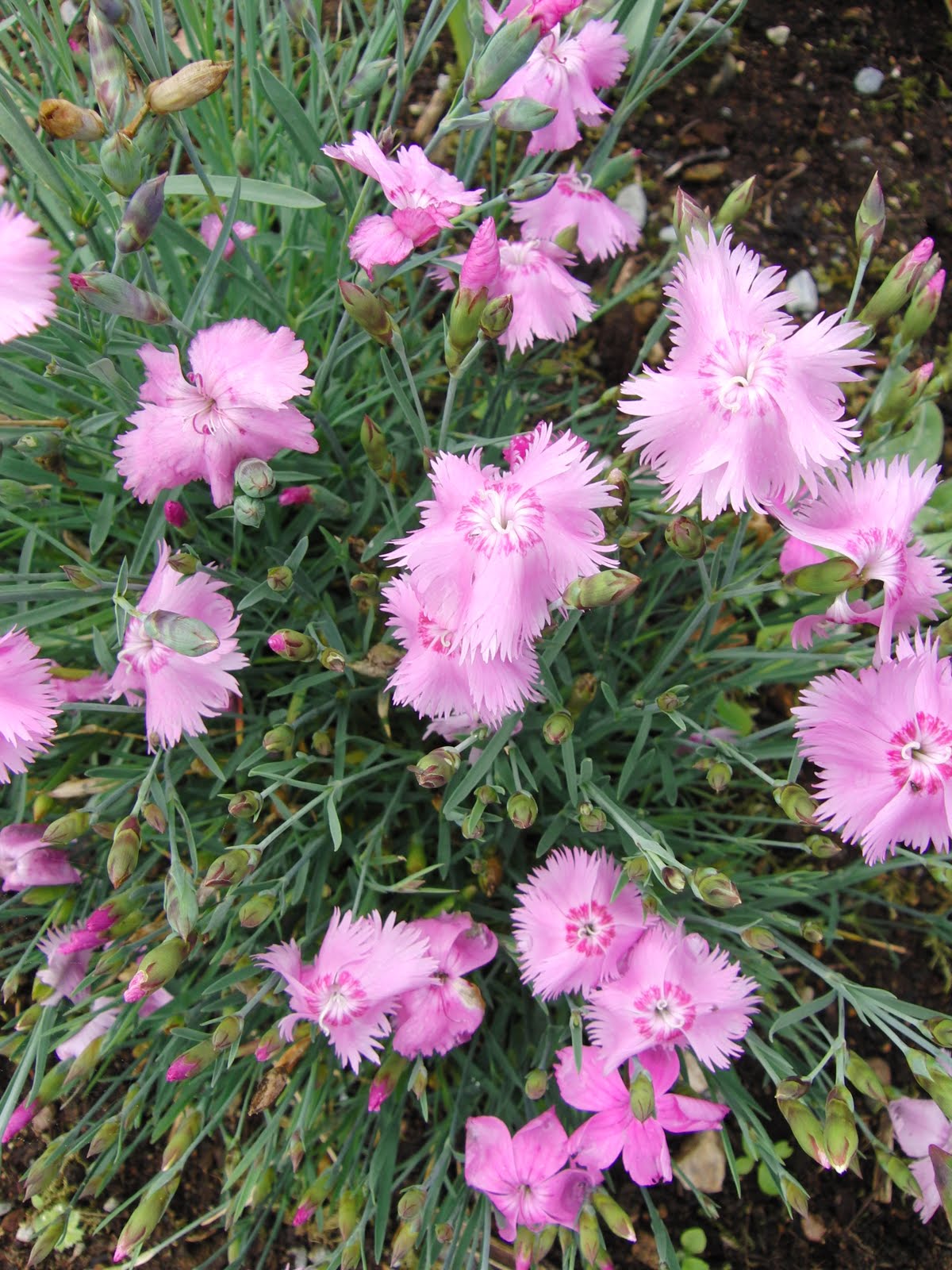 Frø frå hagen.: Dianthus plumarius 'Sweetness'