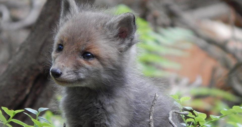 Topical Tens: 17 September: National Fox Day