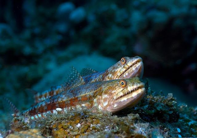 Top 27 Sea Animals Wallpapers IN HD