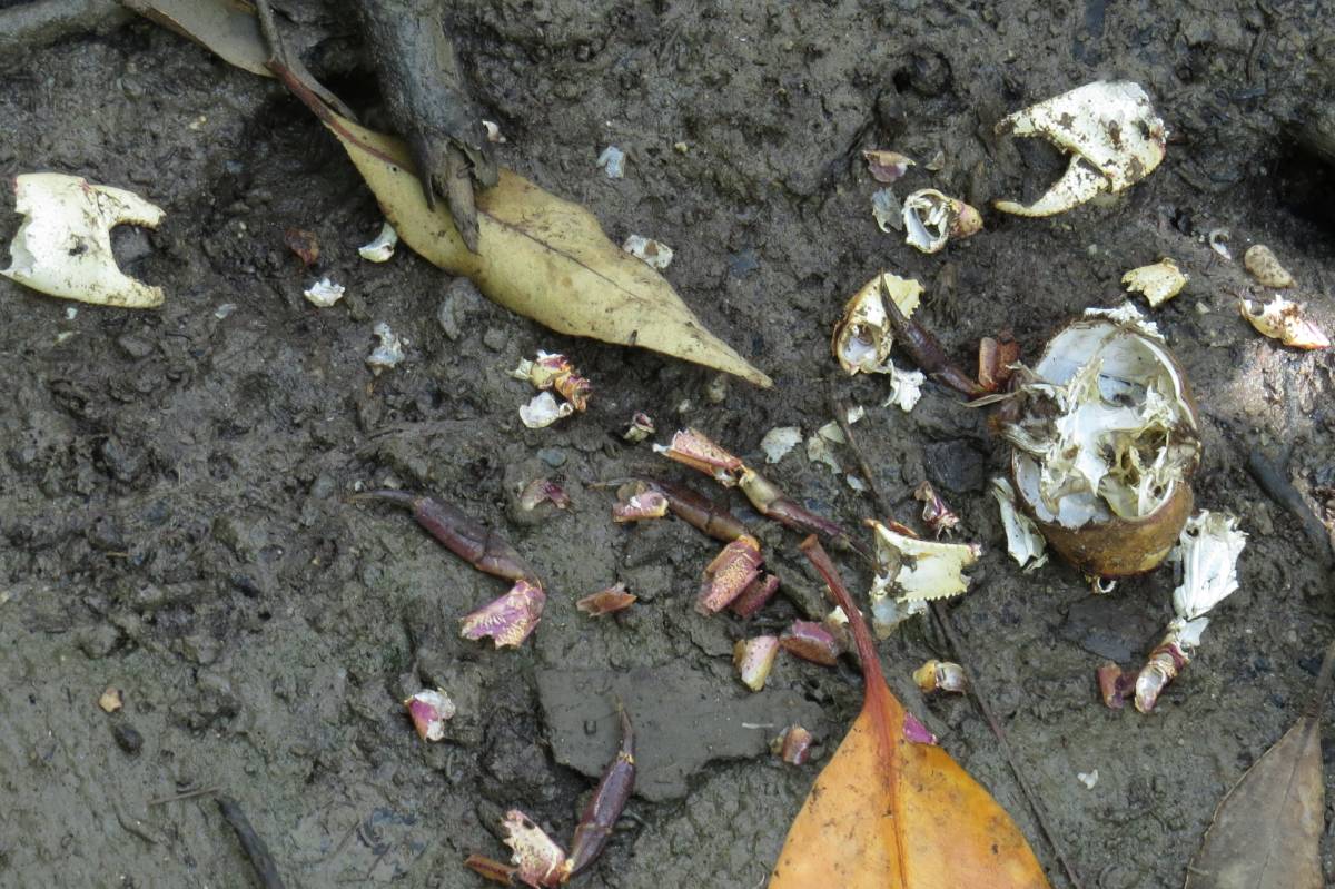 Queensland Coast: Water mouse (Xeromys myoides), a predator of crabs