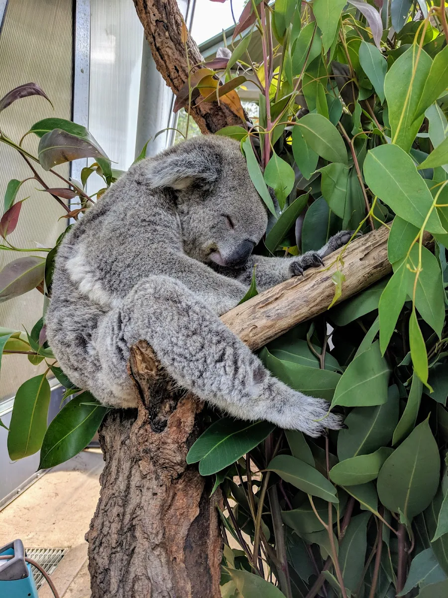 The Ultimate Taronga Zoo Itinerary: A Great Sydney Day Trip by Water ...