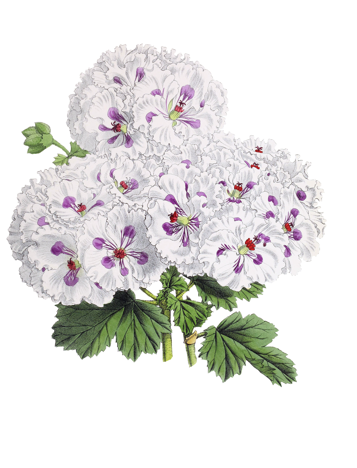 Bem Fácil PNG : Ddiversas coisas png