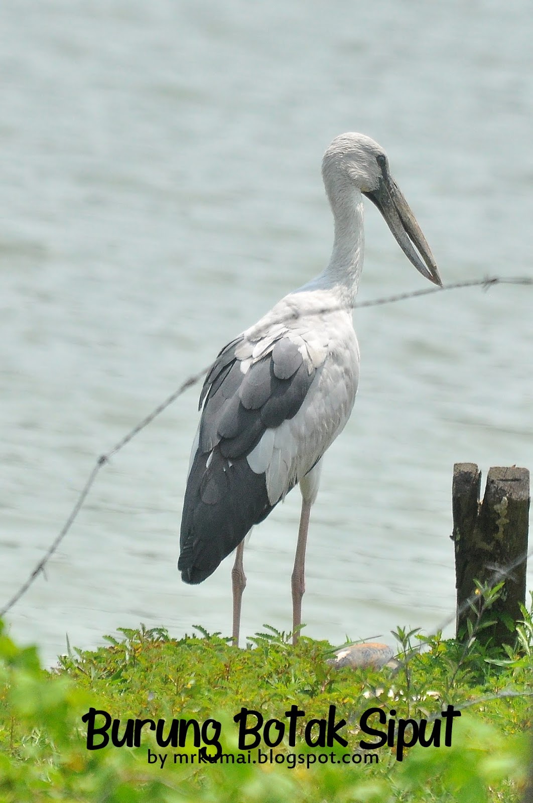 mrkumai.blogspot.com: Koleksi Burung: Burung Botak Asia (Asian Openbill ...