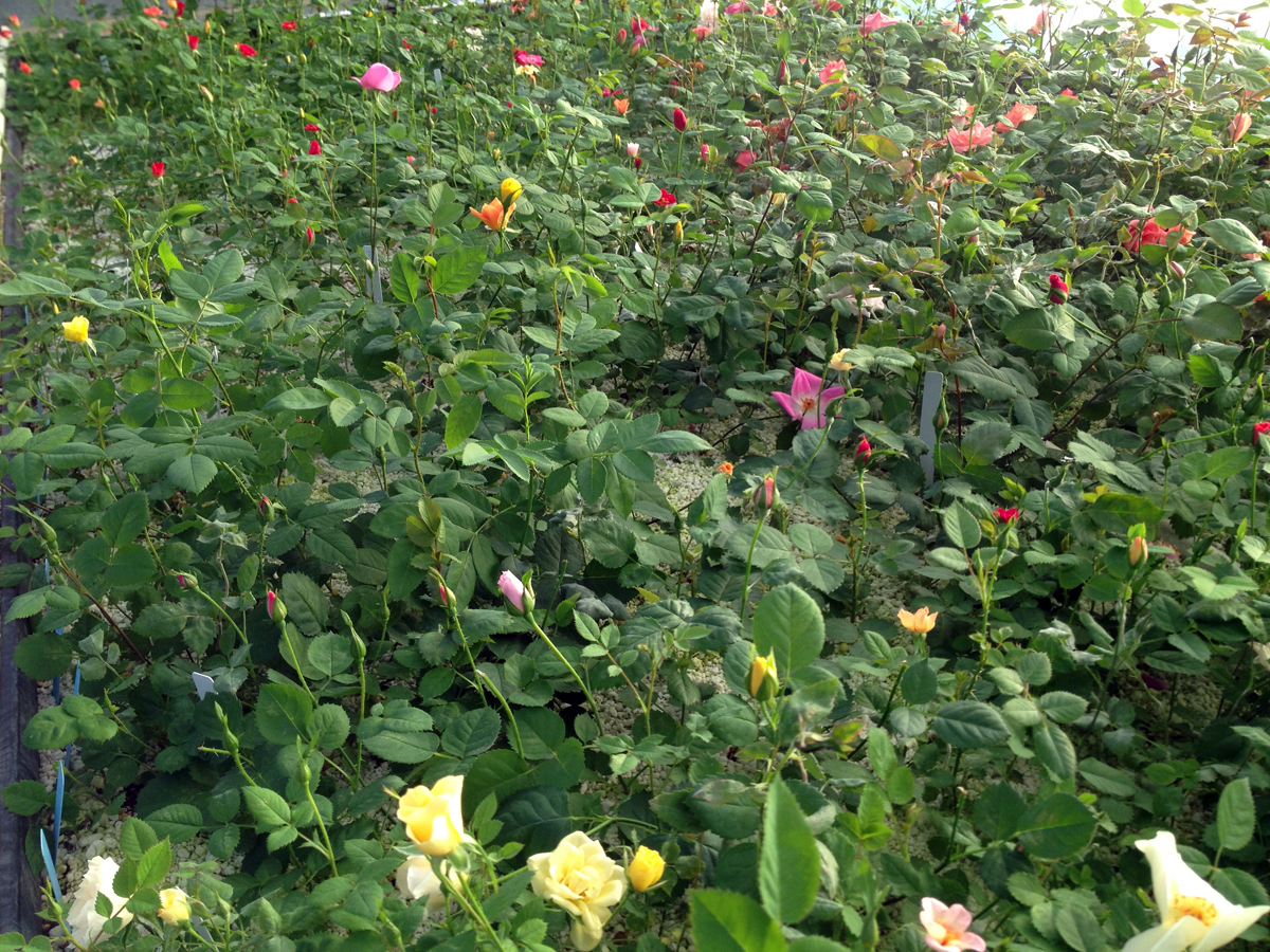 Rose Hybridizing: Hulthemia Extremes